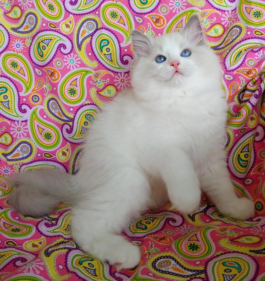 Ragdoll Photo Gallery Ragdolls in FL | Compass Ragdolls