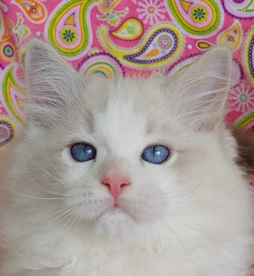 Ragdoll Photo Gallery Ragdolls in FL | Compass Ragdolls