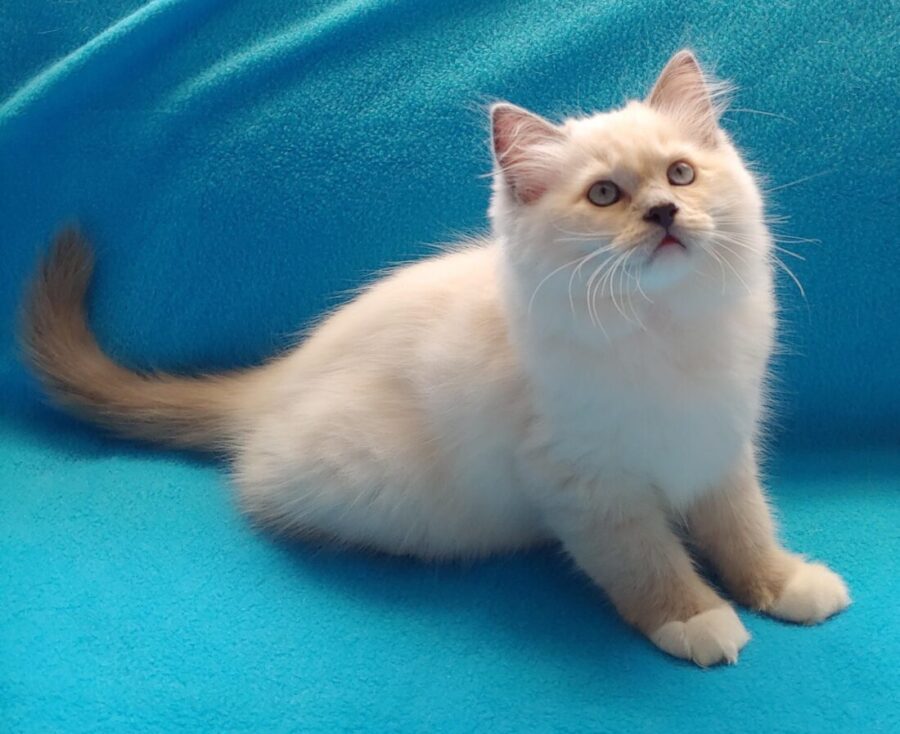 Ragdoll Photo Gallery Ragdolls in FL | Compass Ragdolls