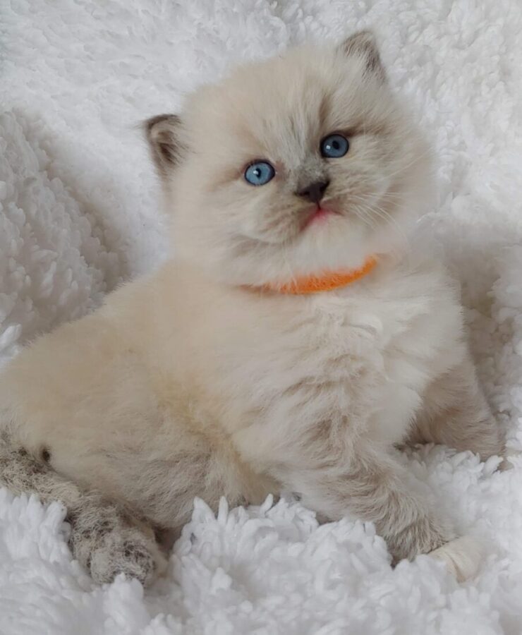 Ragdoll Photo Gallery Ragdolls in FL | Compass Ragdolls