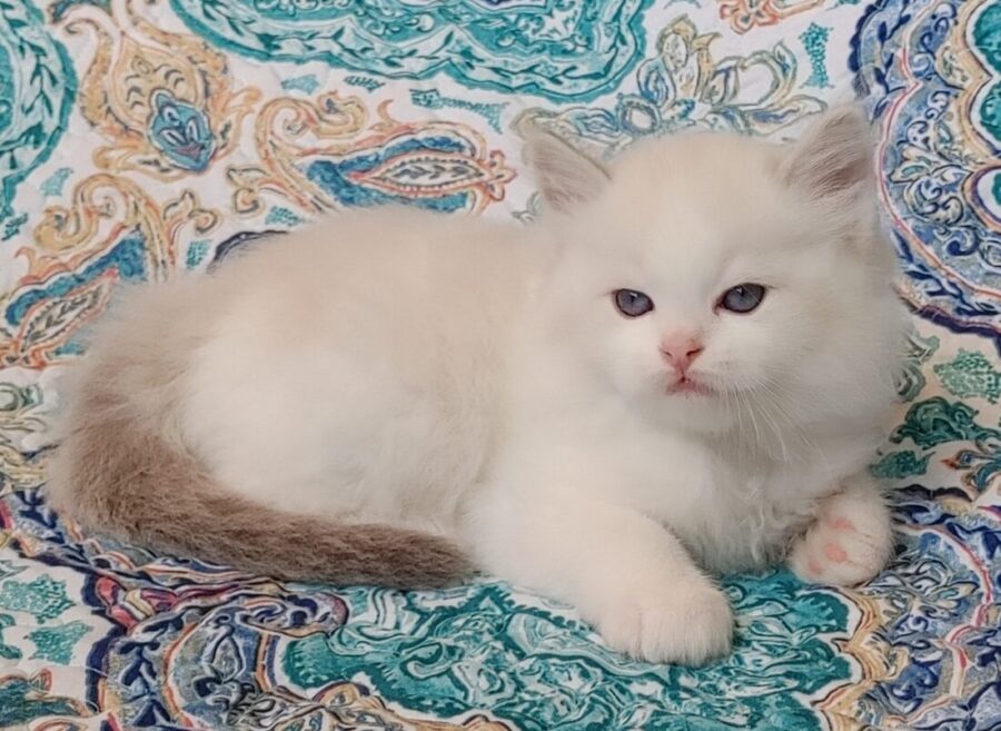 Ragdoll Photo Gallery Ragdolls in FL | Compass Ragdolls