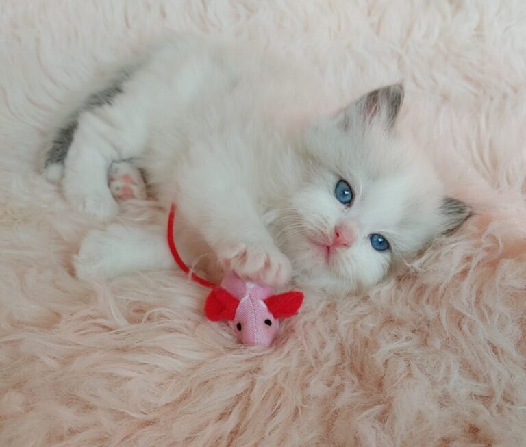 Ragdoll Breeder in Florida | Compass Ragdolls