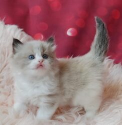 Ragdoll Breeder in Florida | Compass Ragdolls