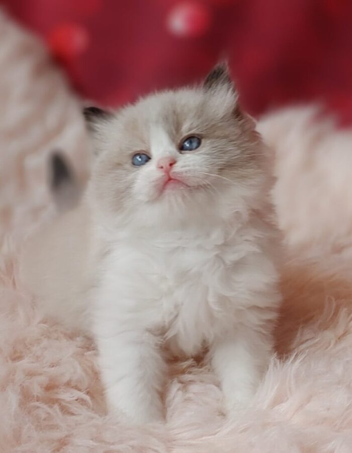 Ragdoll Photo Gallery Ragdolls in FL | Compass Ragdolls