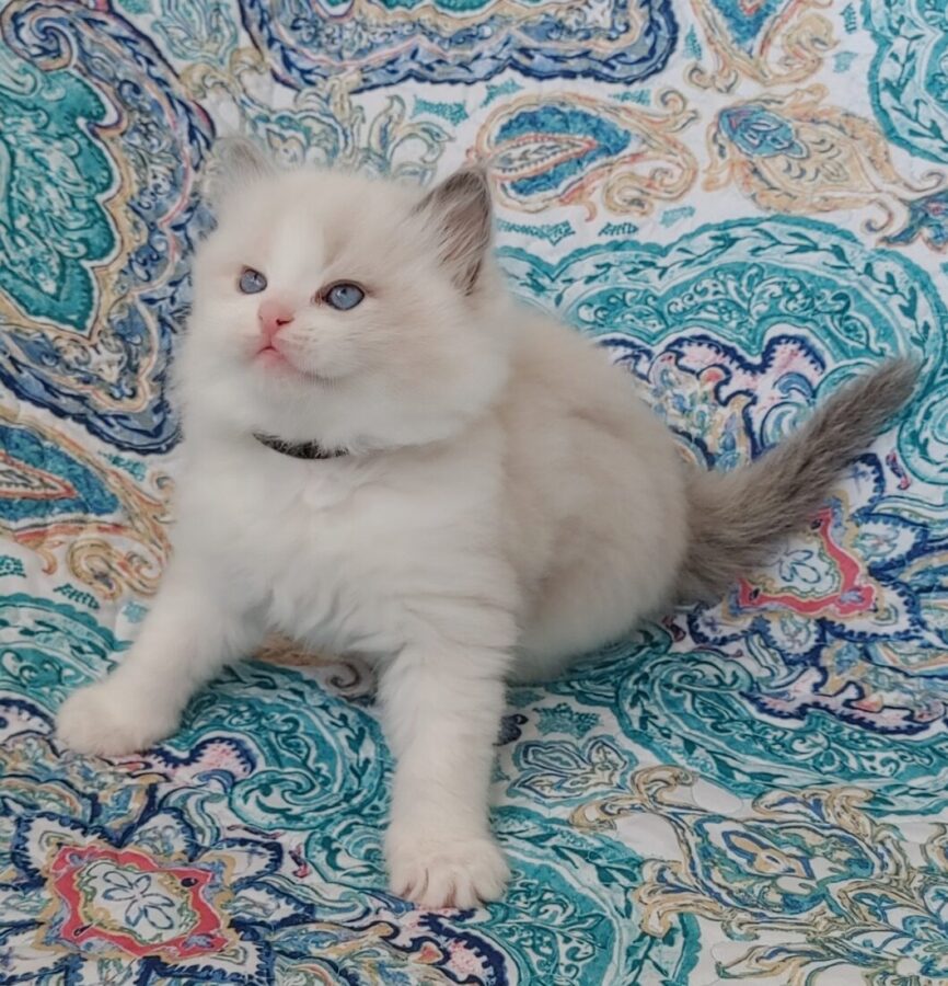 Ragdoll Photo Gallery Ragdolls in FL | Compass Ragdolls