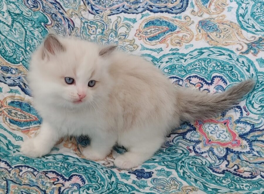 Ragdoll Breeder in Florida | Compass Ragdolls