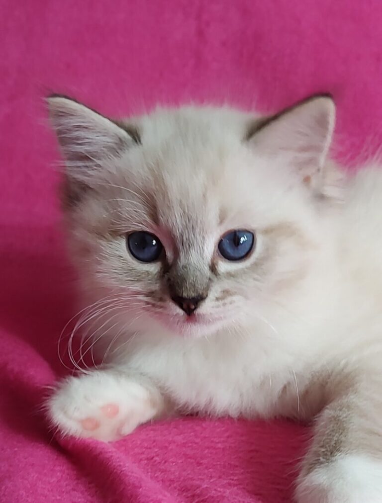 Ragdoll Breeder in Florida | Compass Ragdolls