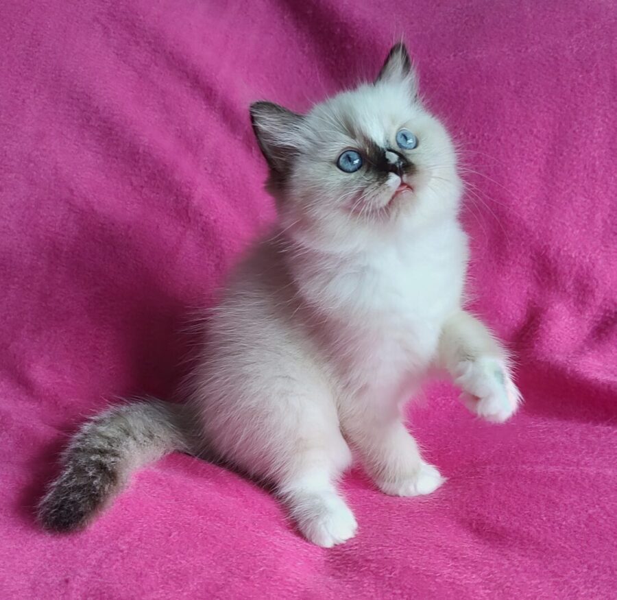 Ragdoll Breeder in Florida | Compass Ragdolls