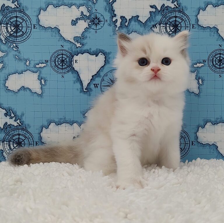 Ragdoll Breeder in Florida | Compass Ragdolls